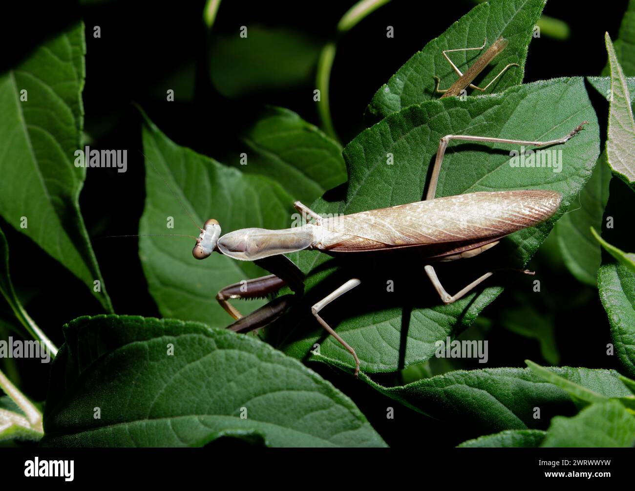 Night time photo of a praying female mantis insect on a leaf Stock ...