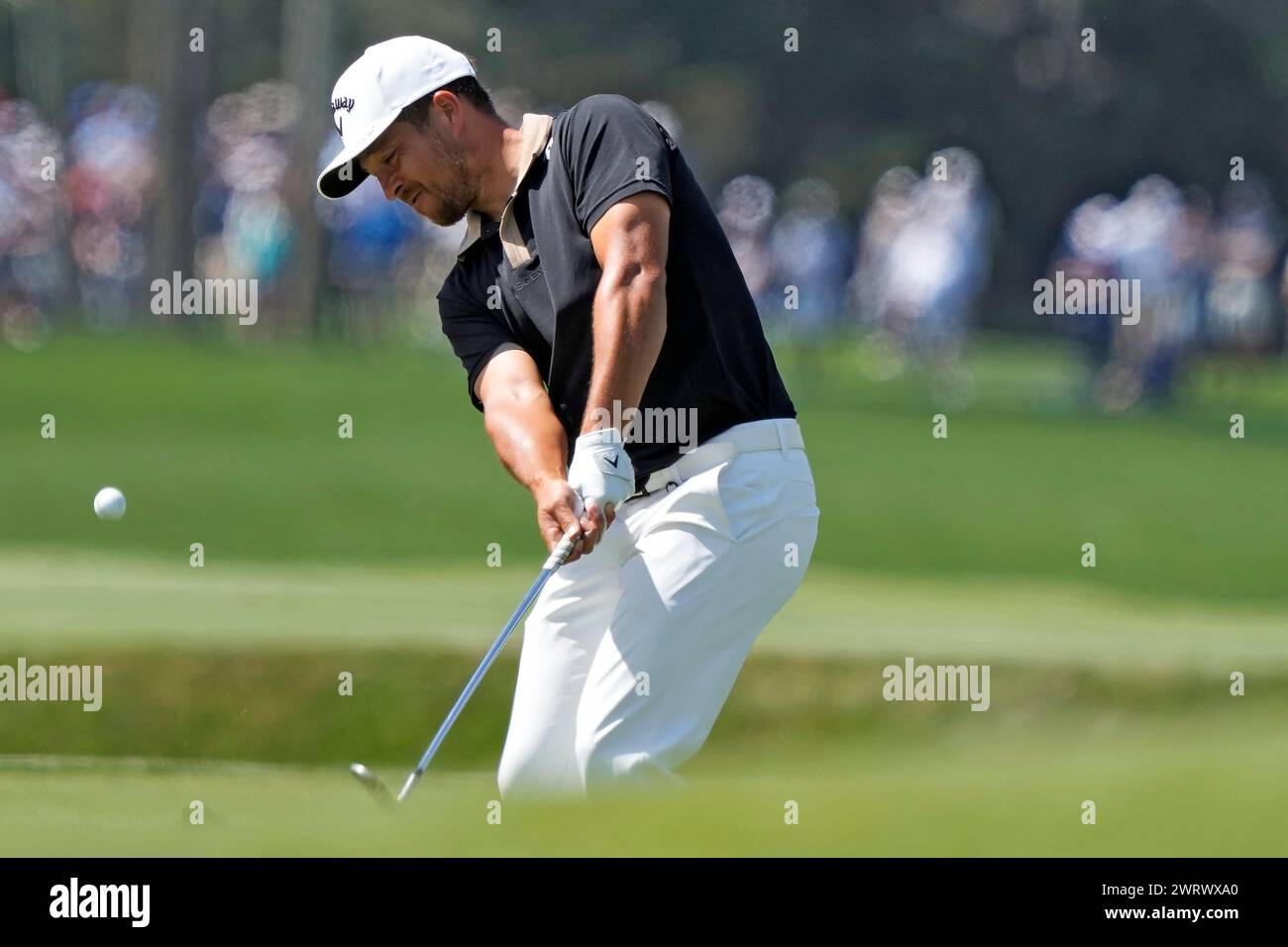 Xander Schauffele chips from the seventh fairway during the first round ...