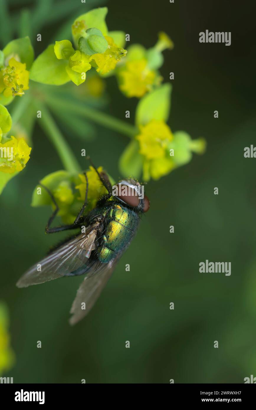 Single, green metallic meatfly (Lucilia sp.) on a yellow flower, macro ...