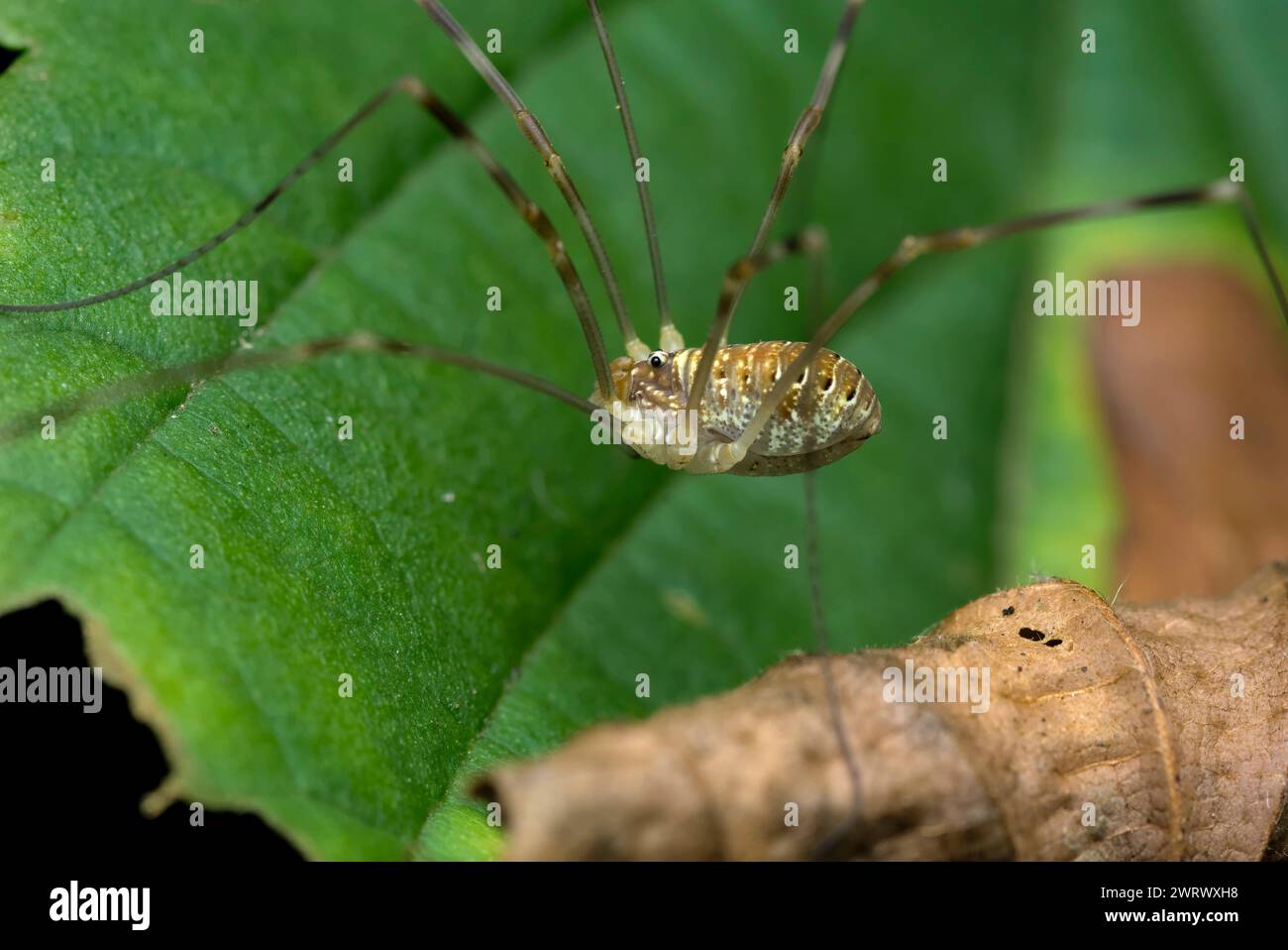 Opa langbein hi-res stock photography and images - Alamy