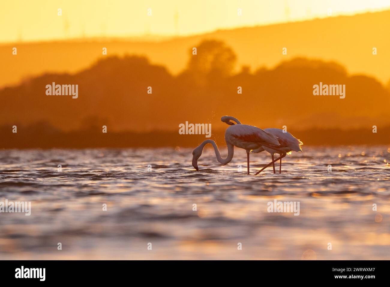 Pink flamingos at sunset hi-res stock photography and images - Alamy