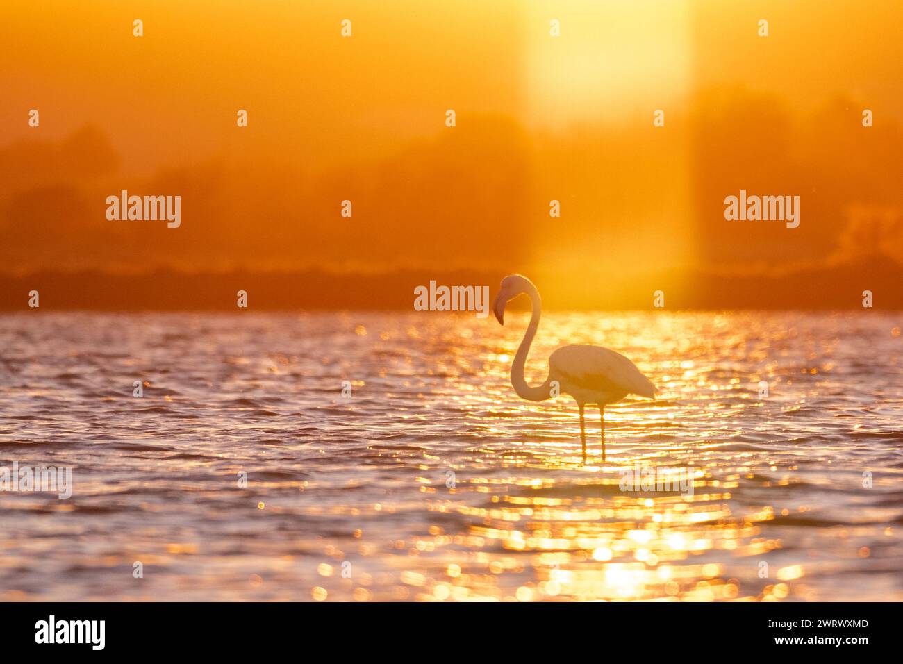Pink flamingo at sunset hi-res stock photography and images - Alamy