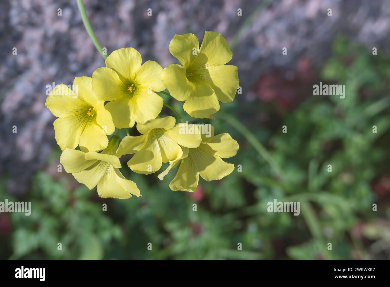 Vibrant yellow flowers oxalis bloom hi-res stock photography and images ...