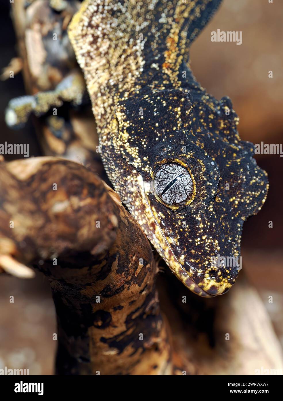 New caledonian bumpy gecko hi-res stock photography and images - Alamy
