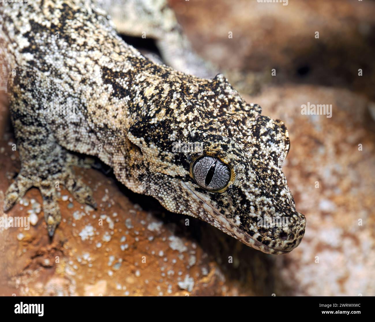 Gargoyle gecko, knob-headed giant gecko, New Caledonia bumpy gecko ...