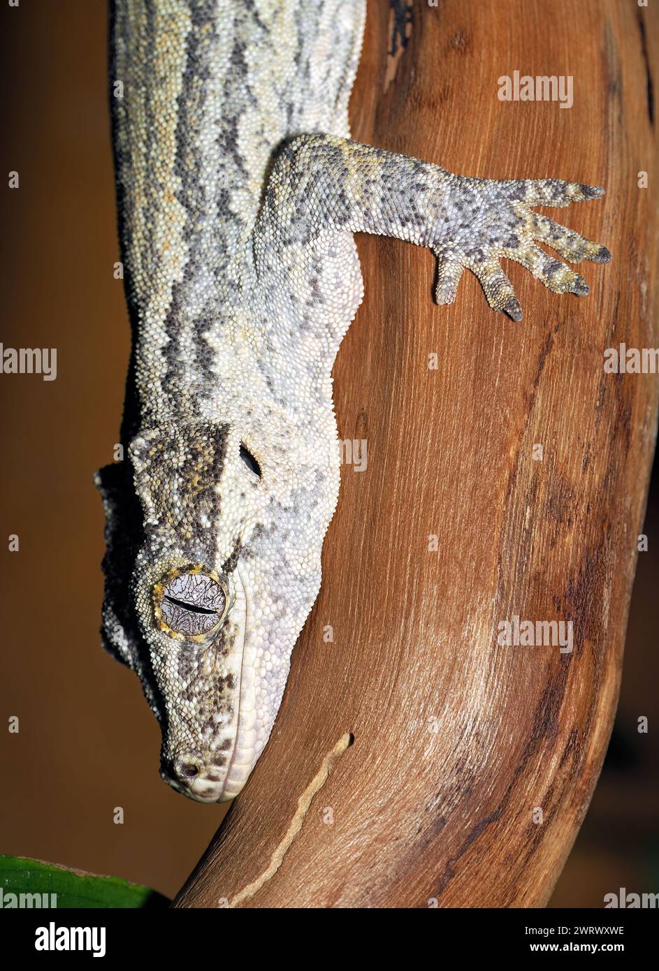 Gargoyle gecko, knob-headed giant gecko, New Caledonia bumpy gecko ...