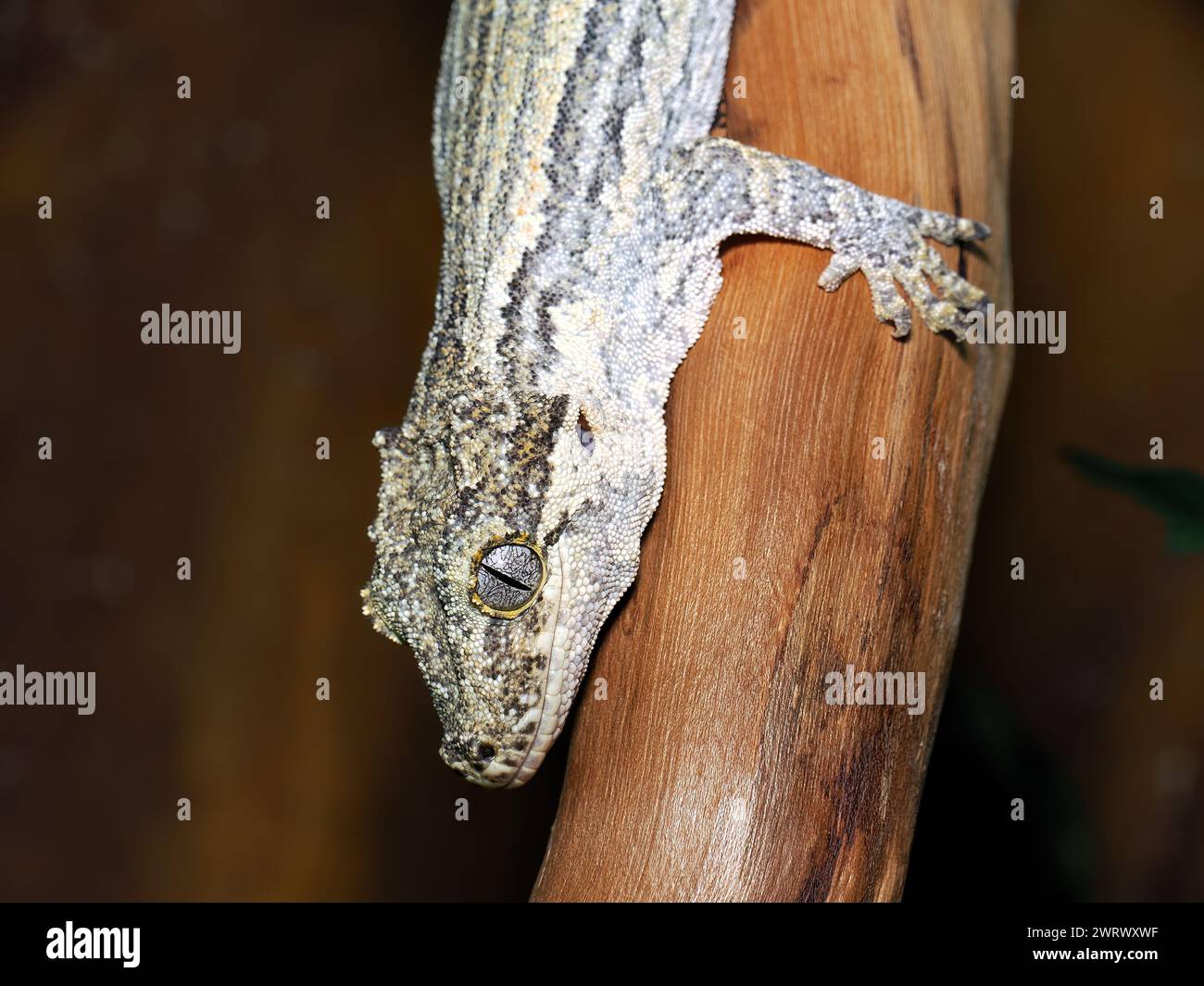 Gargoyle gecko, knob-headed giant gecko, New Caledonia bumpy gecko ...
