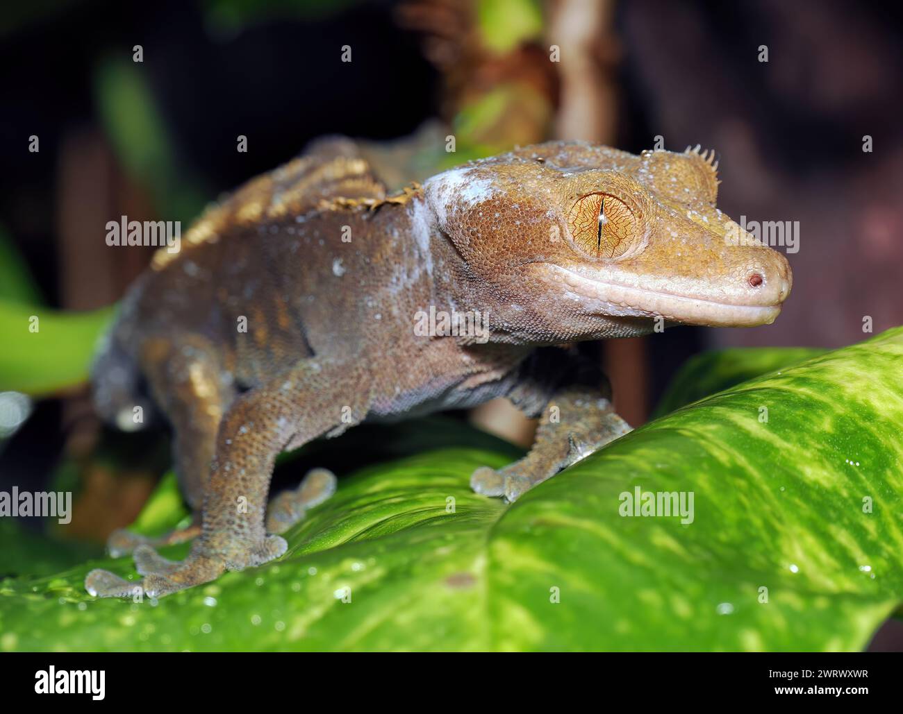 Crested gecko, eyelash gecko, Kronengecko, Gecko à crête, Correlophus ...