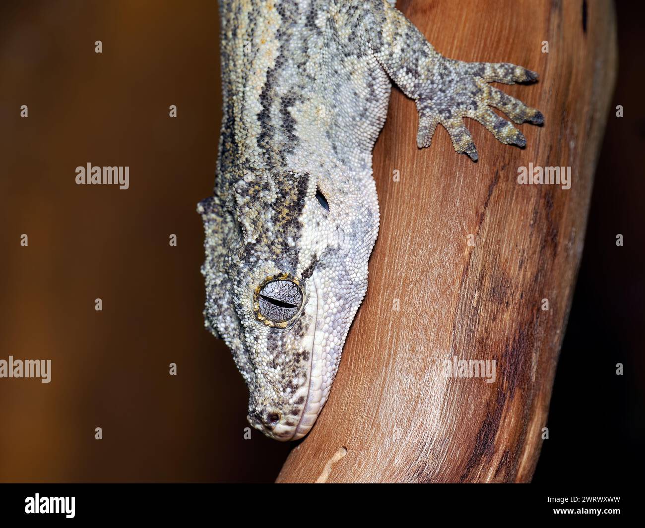Gecko ceratolophus hi-res stock photography and images - Alamy