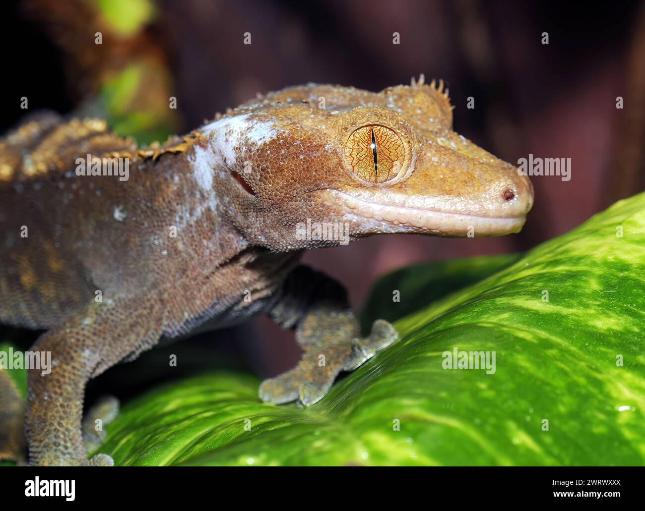 Crested gecko, eyelash gecko, Kronengecko, Gecko à crête, Correlophus ...