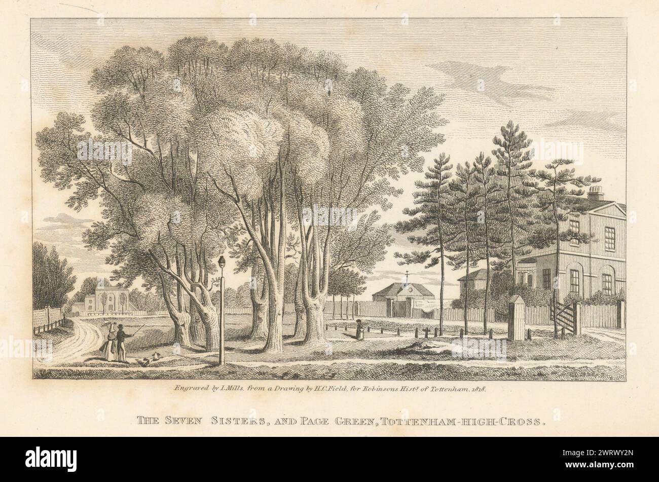 Elm trees london hi-res stock photography and images - Alamy