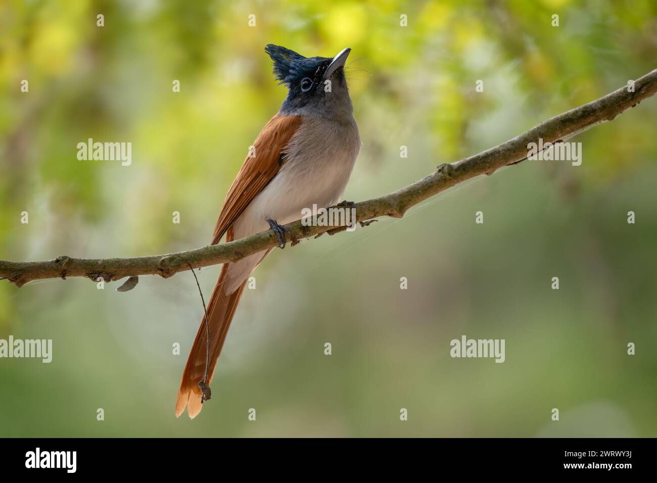 Asian Paradise-flycatcher - Terpsiphone paradisi, beautiful black ...