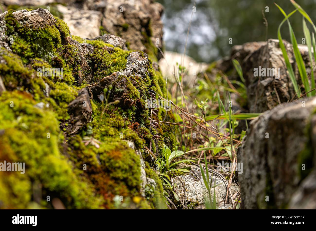 Tree branch and pine cone covered with moss in a damp forest Stock ...