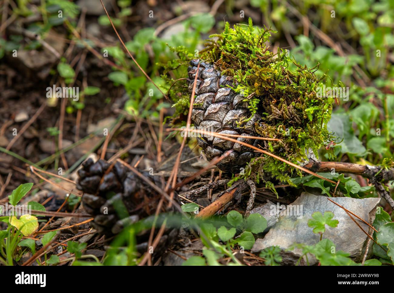 Tree branch and pine cone covered with moss in a damp forest Stock ...