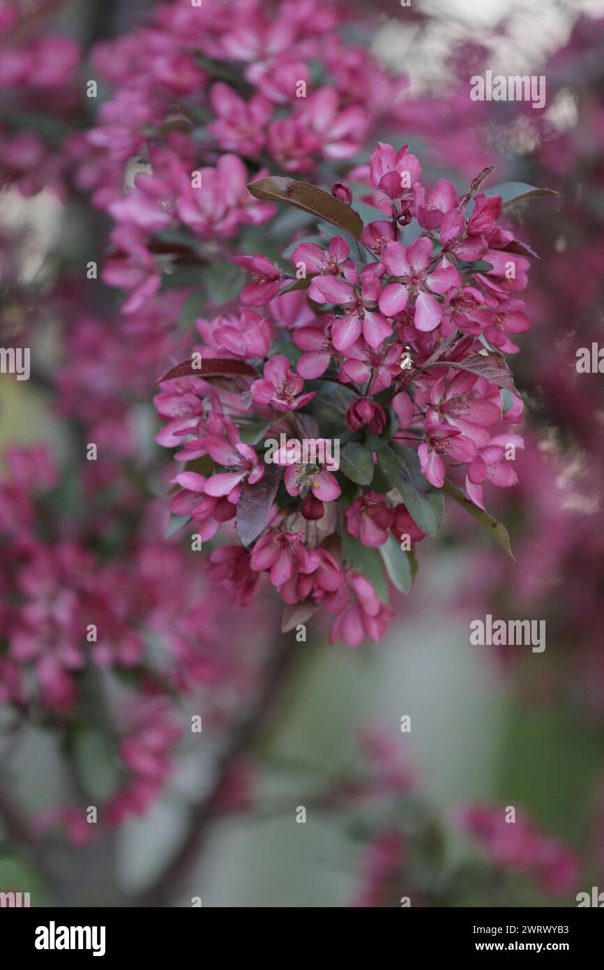 A branch of a flowering decorative apple tree with beautiful pink ...