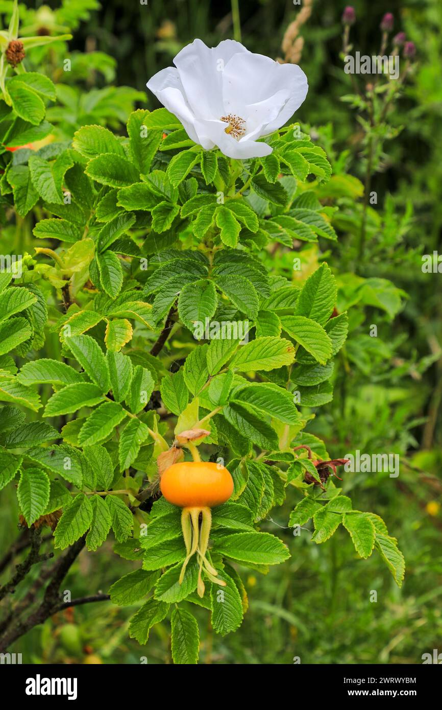 Rosa alba hi-res stock photography and images - Alamy