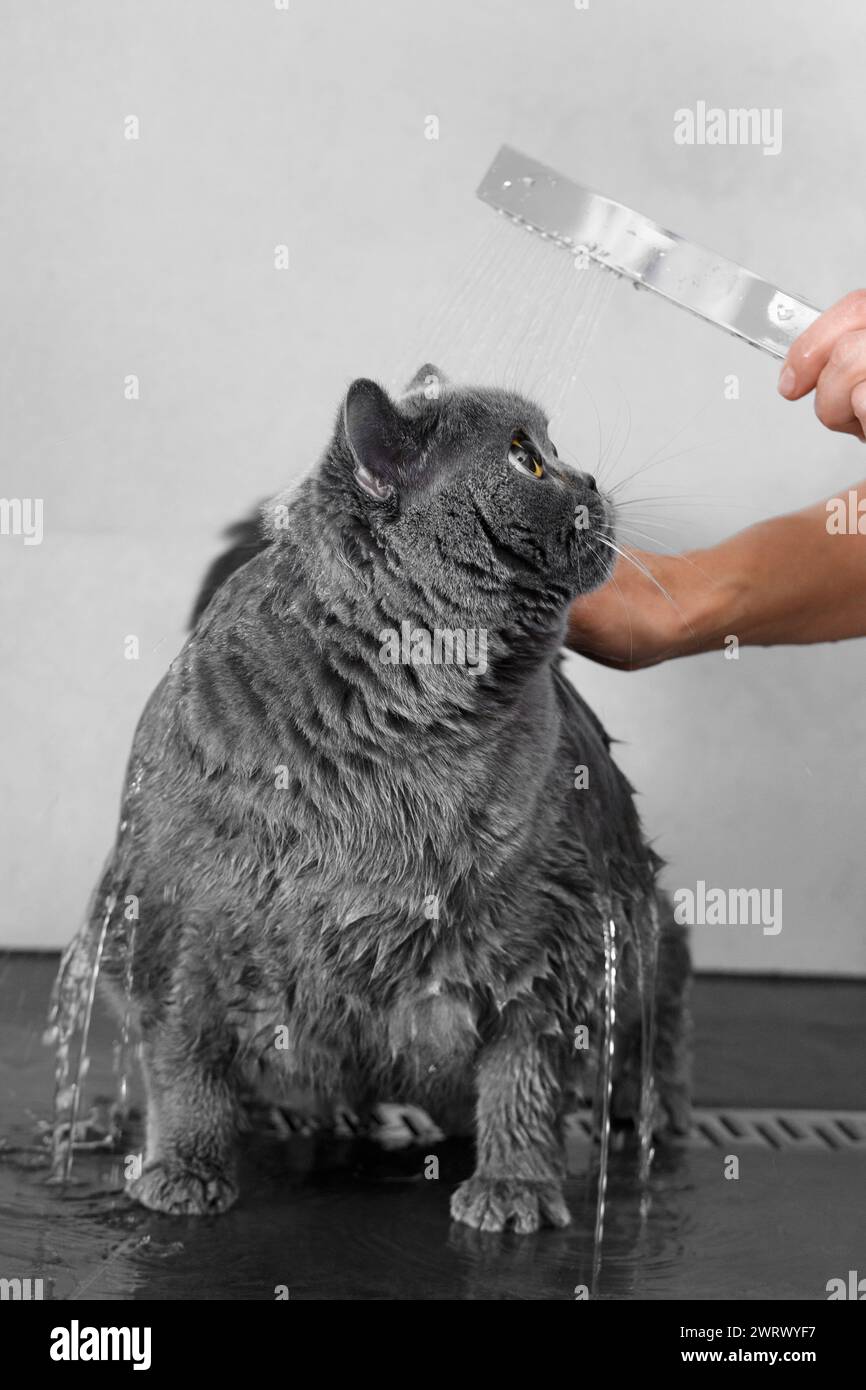 Funny wet British cat in the shower, water is poured on the cat, cat ...