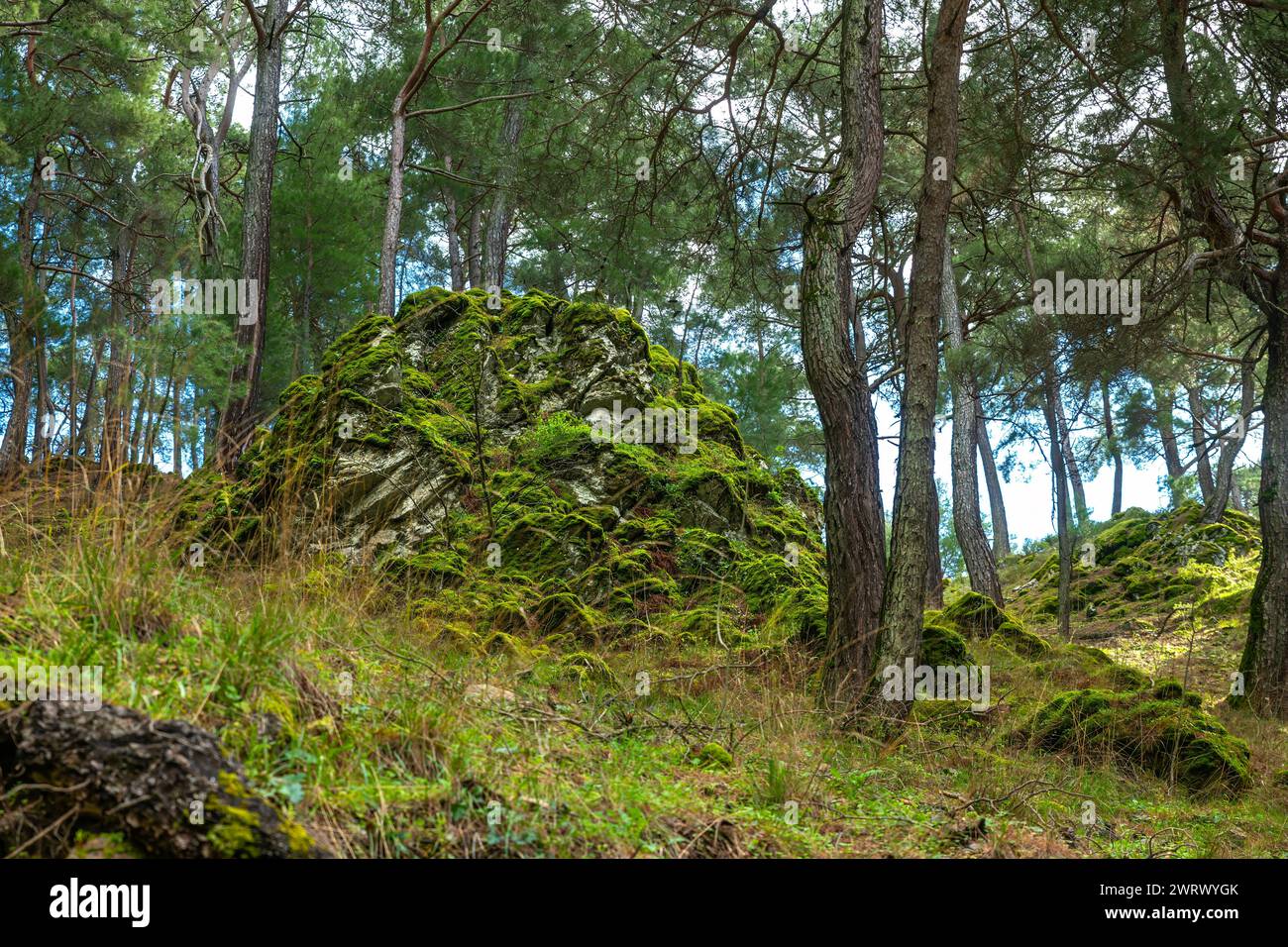Tree branch and pine cone covered with moss in a damp forest Stock ...