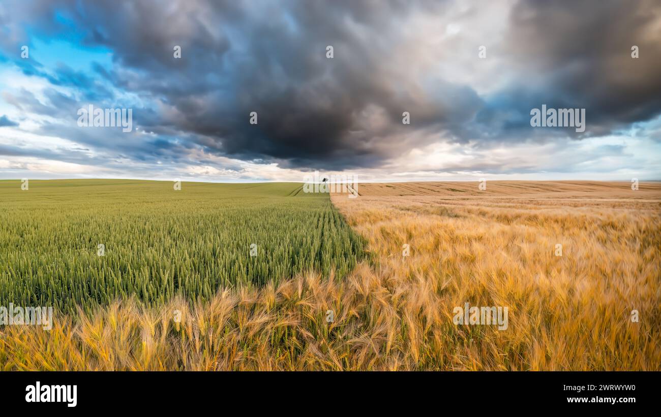 Lone large tree hi-res stock photography and images - Alamy