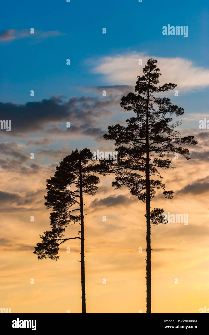 Tall Pine Tree Silhouette Pine Trees Row Of Tall Pine Trees