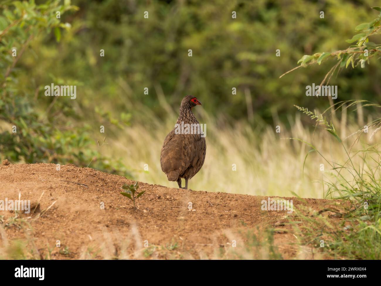 Red necked spurfowl south africa hi-res stock photography and images ...