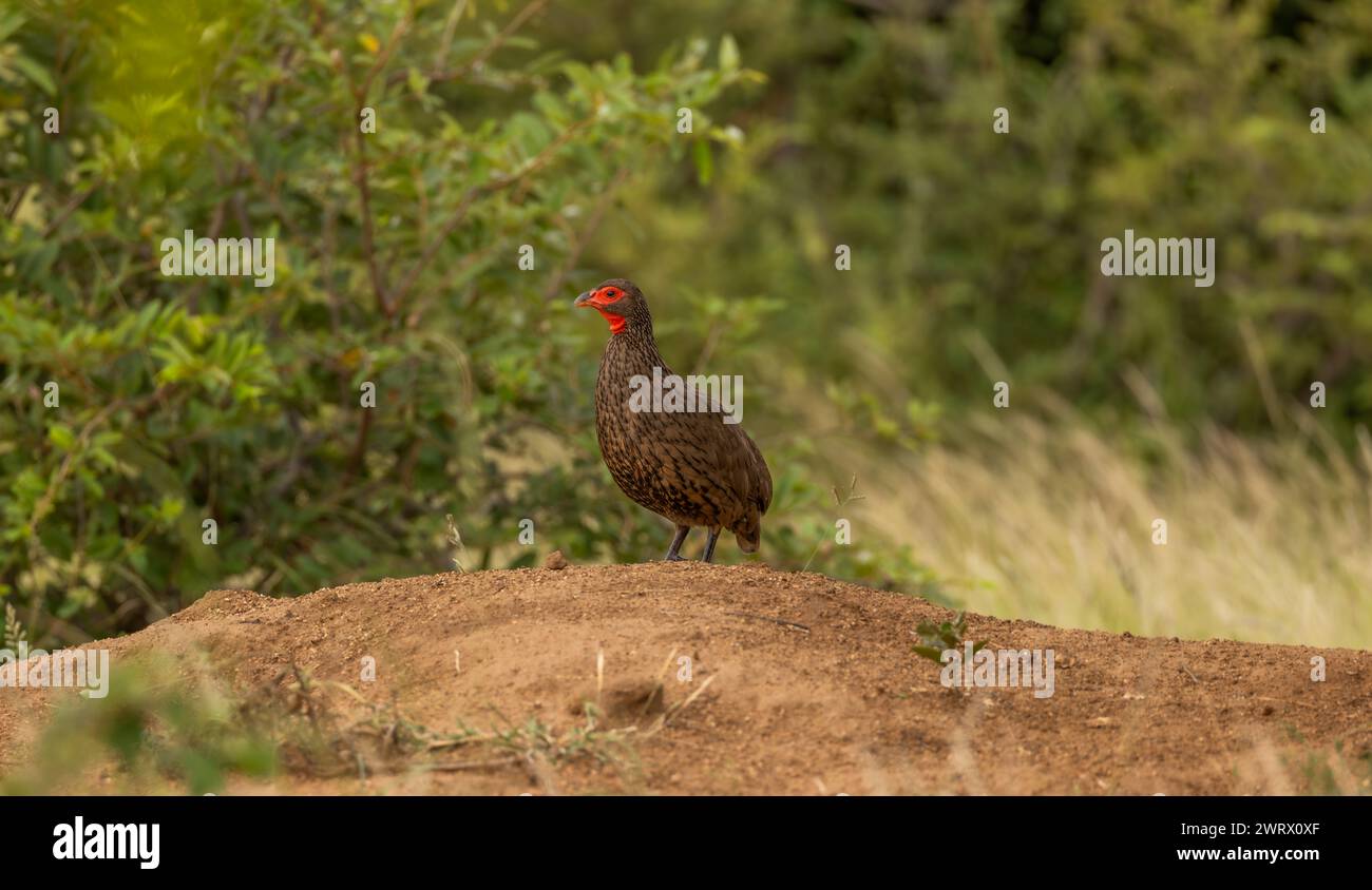 Red necked spurfowl south africa hi-res stock photography and images ...