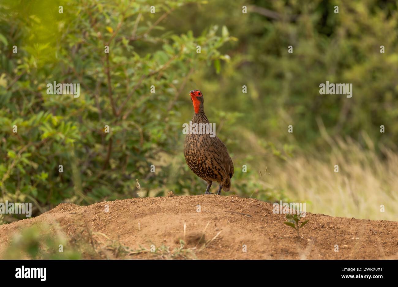 Red necked spurfowl captured in klaserie private game reserve hi-res ...