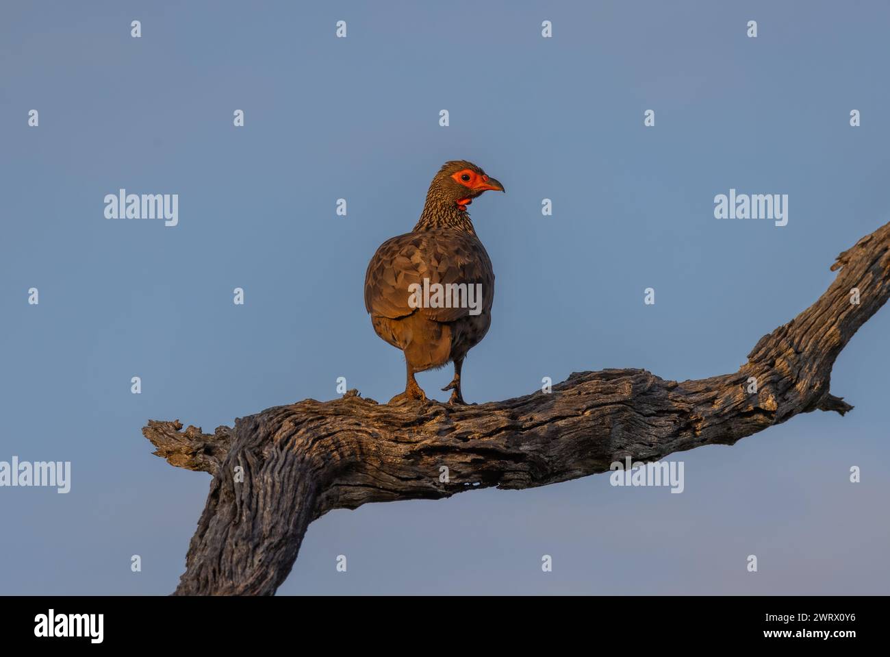 Red necked spurfowl captured in klaserie private game reserve hi-res ...