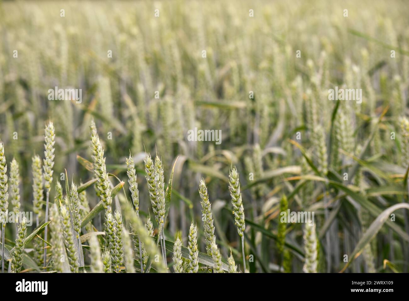Food crop growing in agricultural field Stock Photo - Alamy