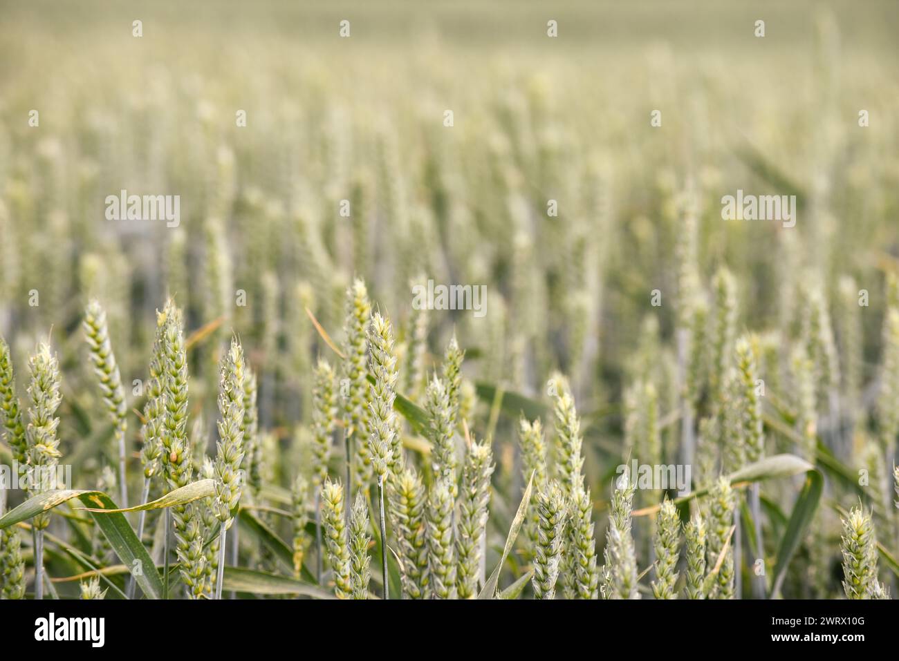 Crop growing in the field hi-res stock photography and images - Alamy