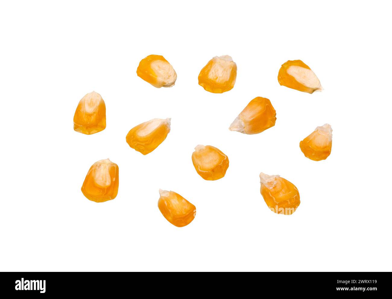 Corn seeds isolated on white background. Kernel corn close-up ...