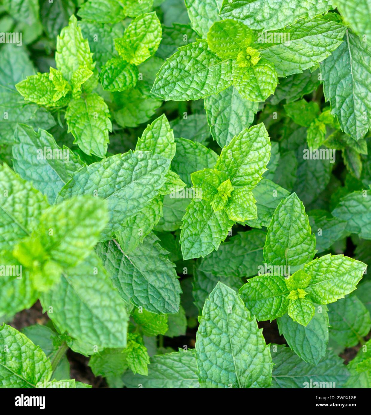 Mint leaves. Green Mint Plant Grow as Background Stock Photo - Alamy