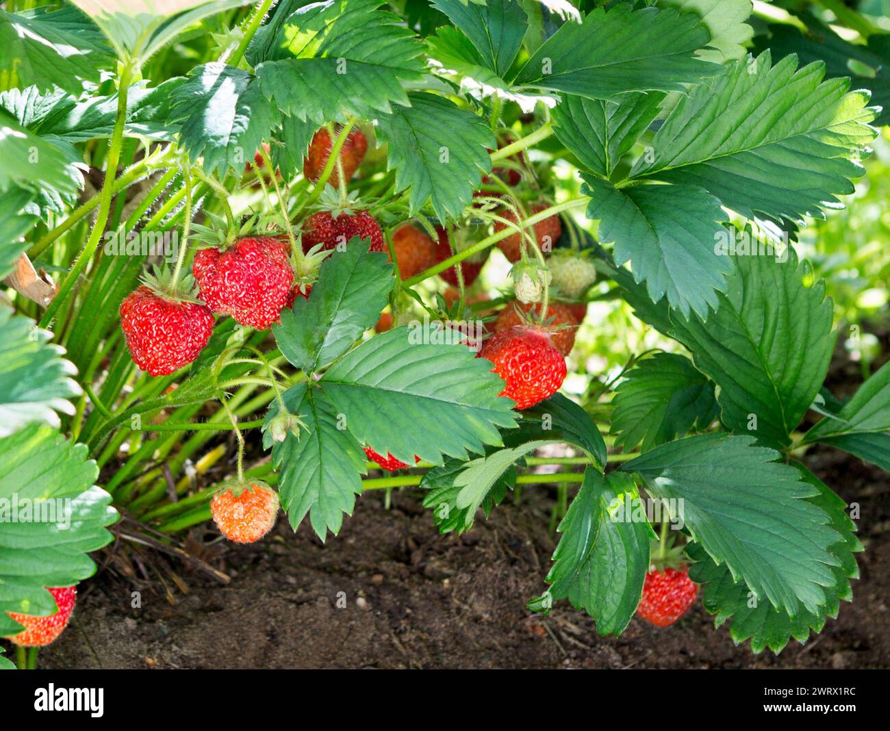 Strawberry plant. Wild stawberry bushes. Strawberries in growth at garden. Ripe berries and ...