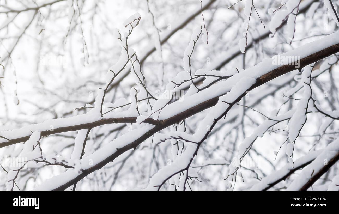 Winter background - snow-covered branches of a deciduous tree Stock ...