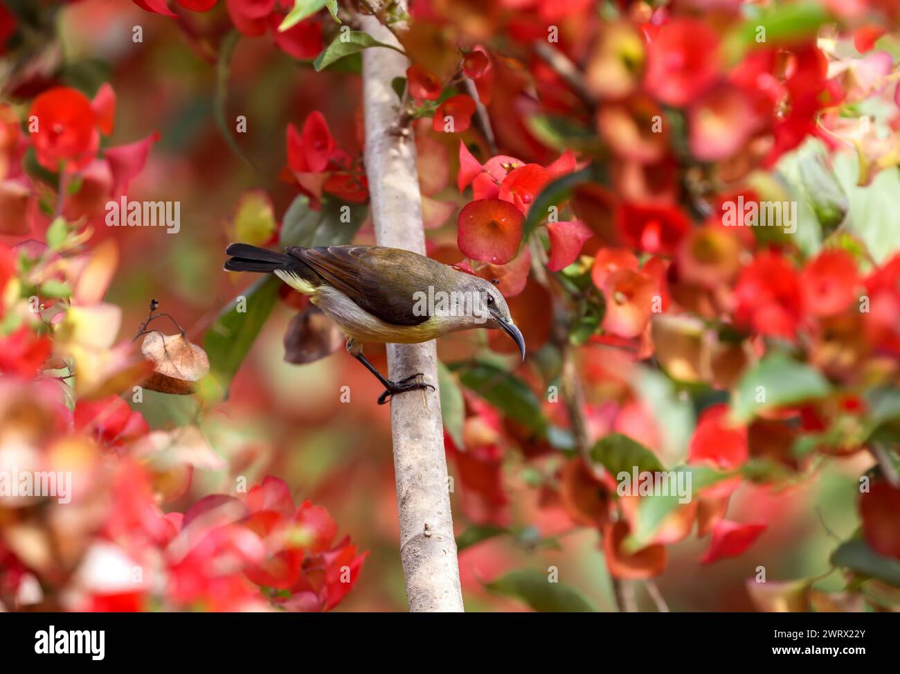Indian sunbird hi-res stock photography and images - Alamy