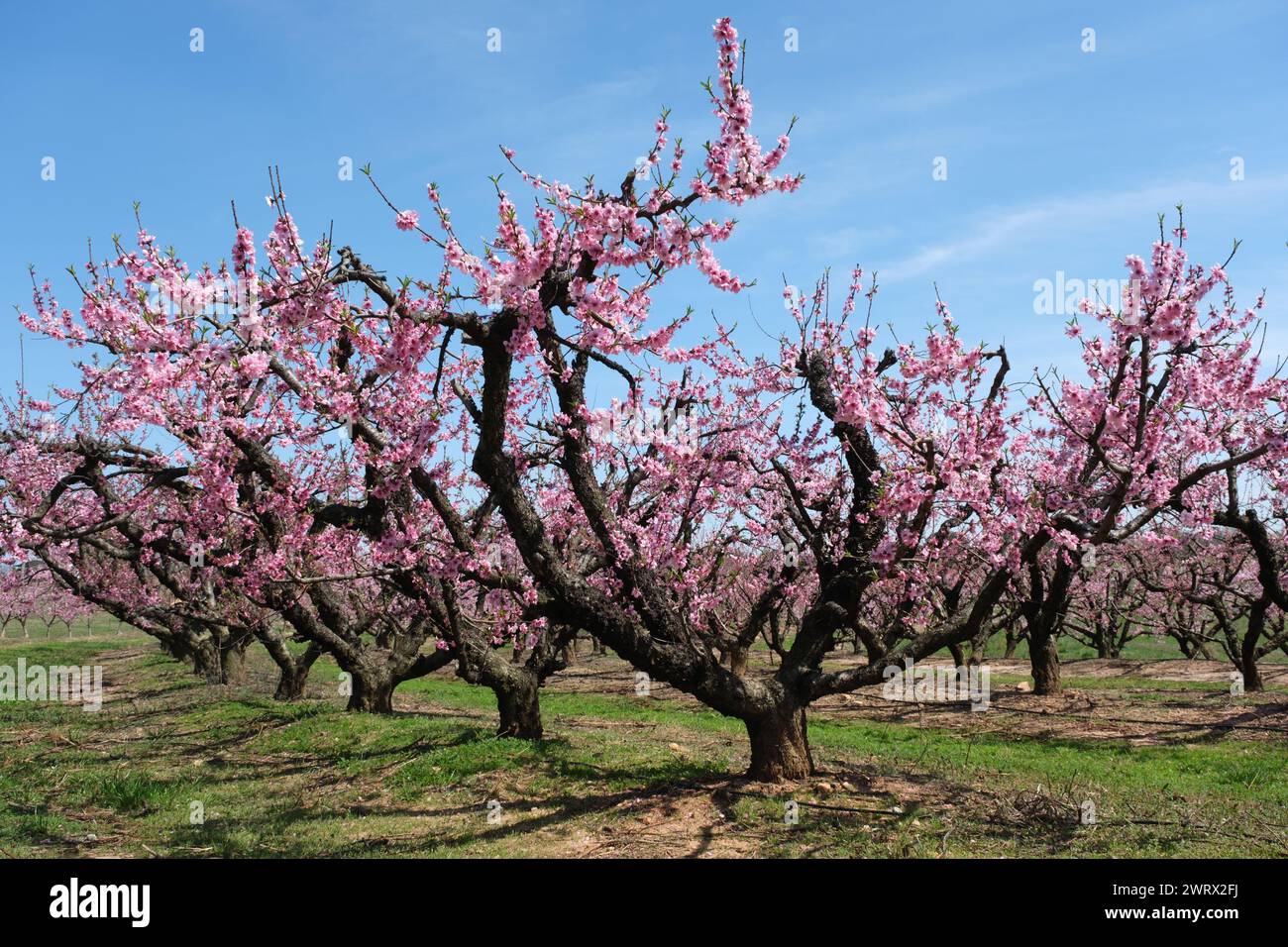 Peach orchard trees in bloom Stock Photo - Alamy