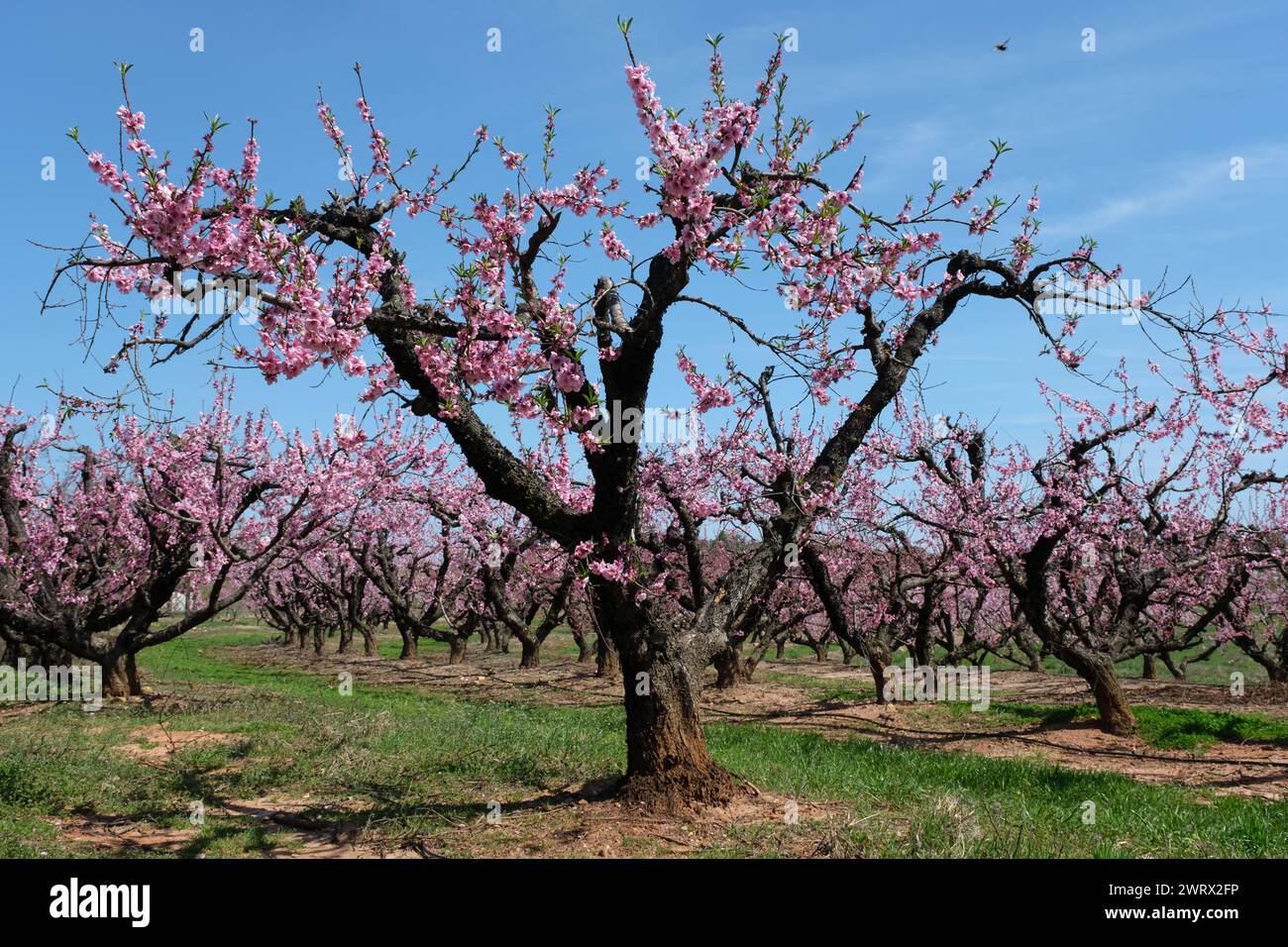 Peach tree in bloom in front of a blooming orchard Stock Photo - Alamy