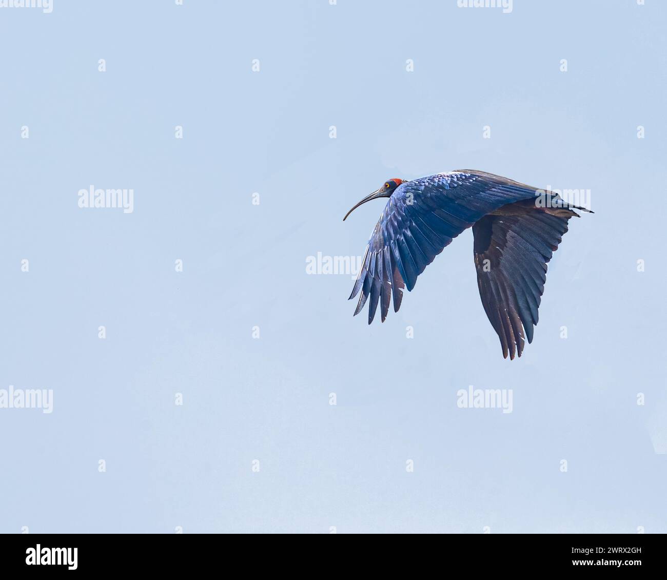 A Red Naped ibis in flight with wings down Stock Photo - Alamy