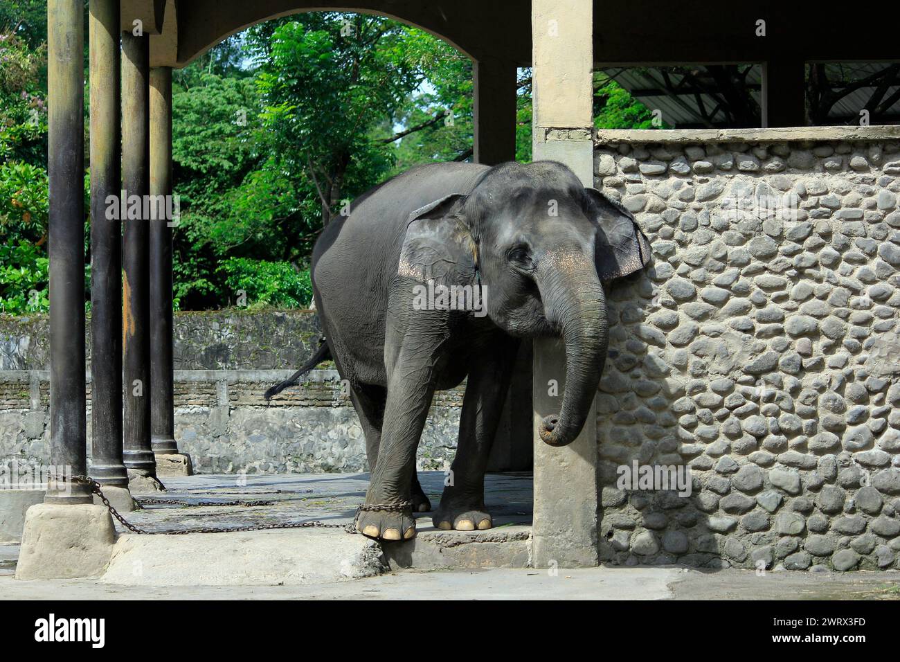 The Sumatran elephant (Elephas Maximus Sumatrensis), a subspecies of ...