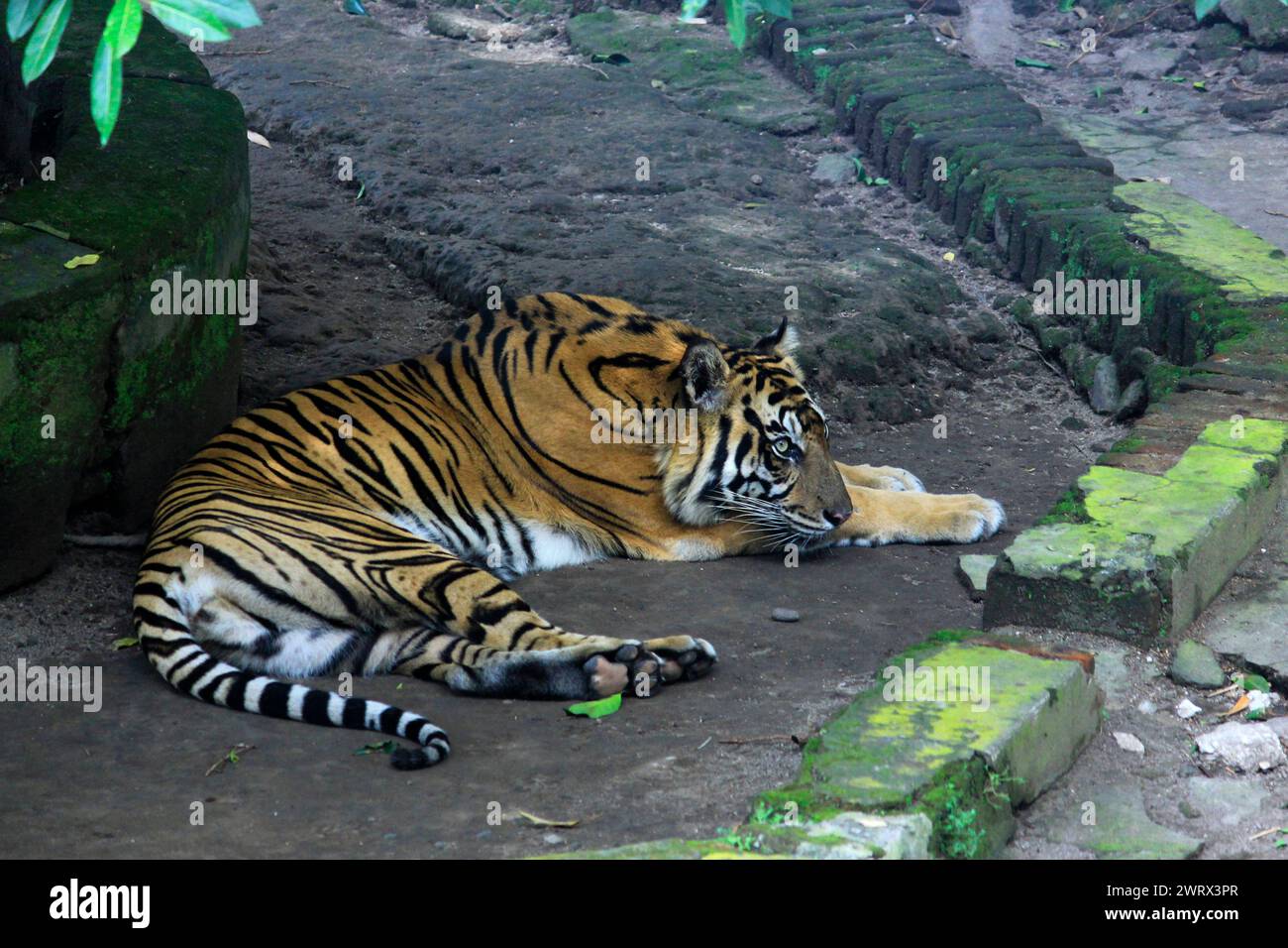 Yogyakarta, Indonesia, Apr 12, 2018. Sumatran tiger (Panthera Tigris ...