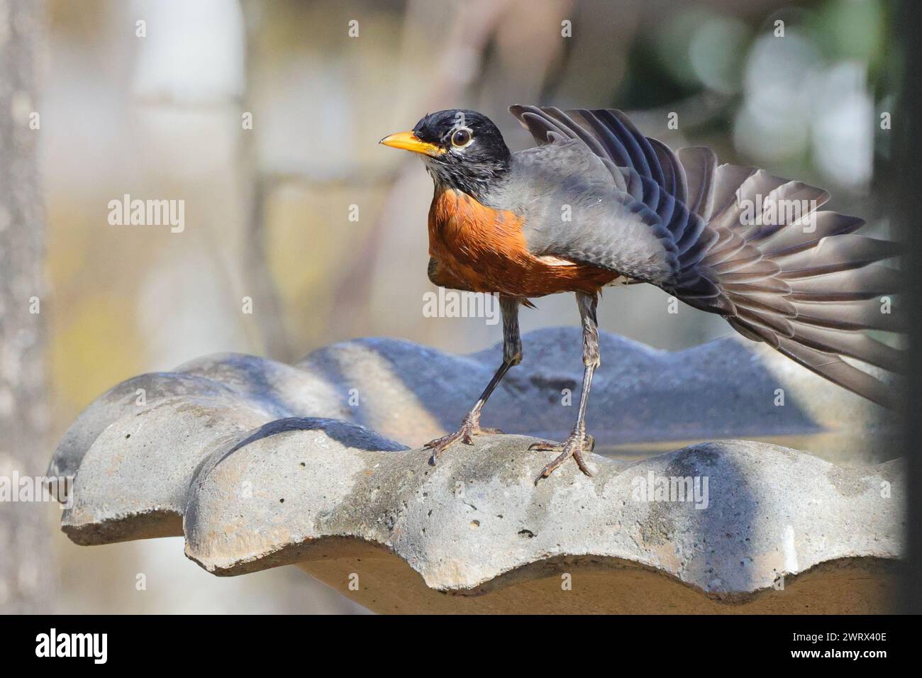 A small wandering thrush sits on a concrete birdbath outdoors during ...