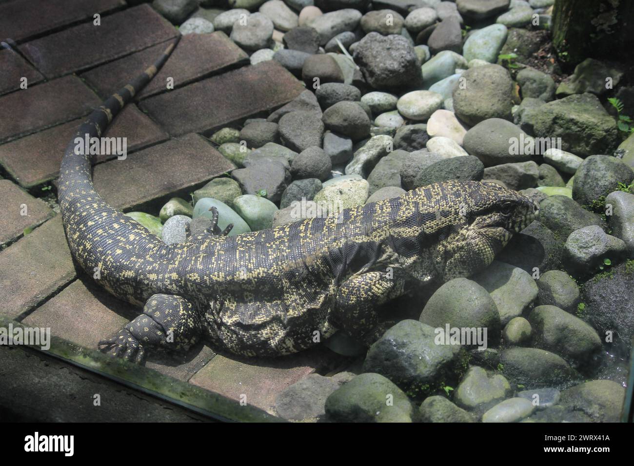 Gold Tegu, (Tupinambis teguixin) reptile predator eating other animals ...