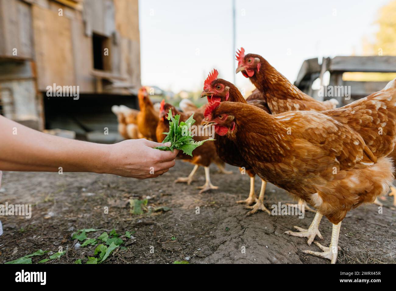 Permaculture chickens hi-res stock photography and images - Alamy