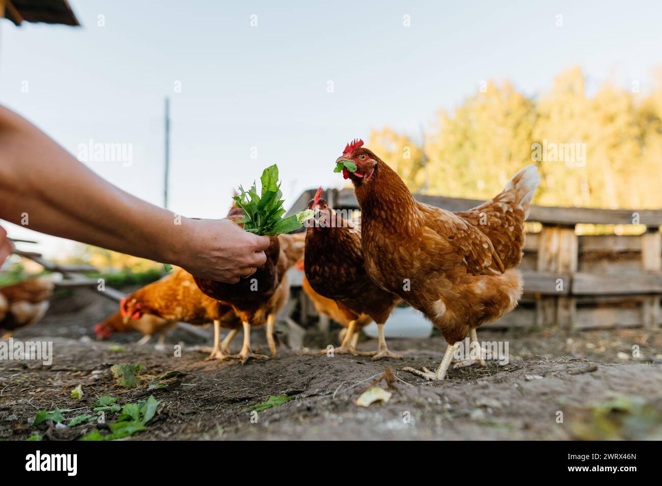 Woman's hand feeding green leaves to a group of hens on a farm Stock ...