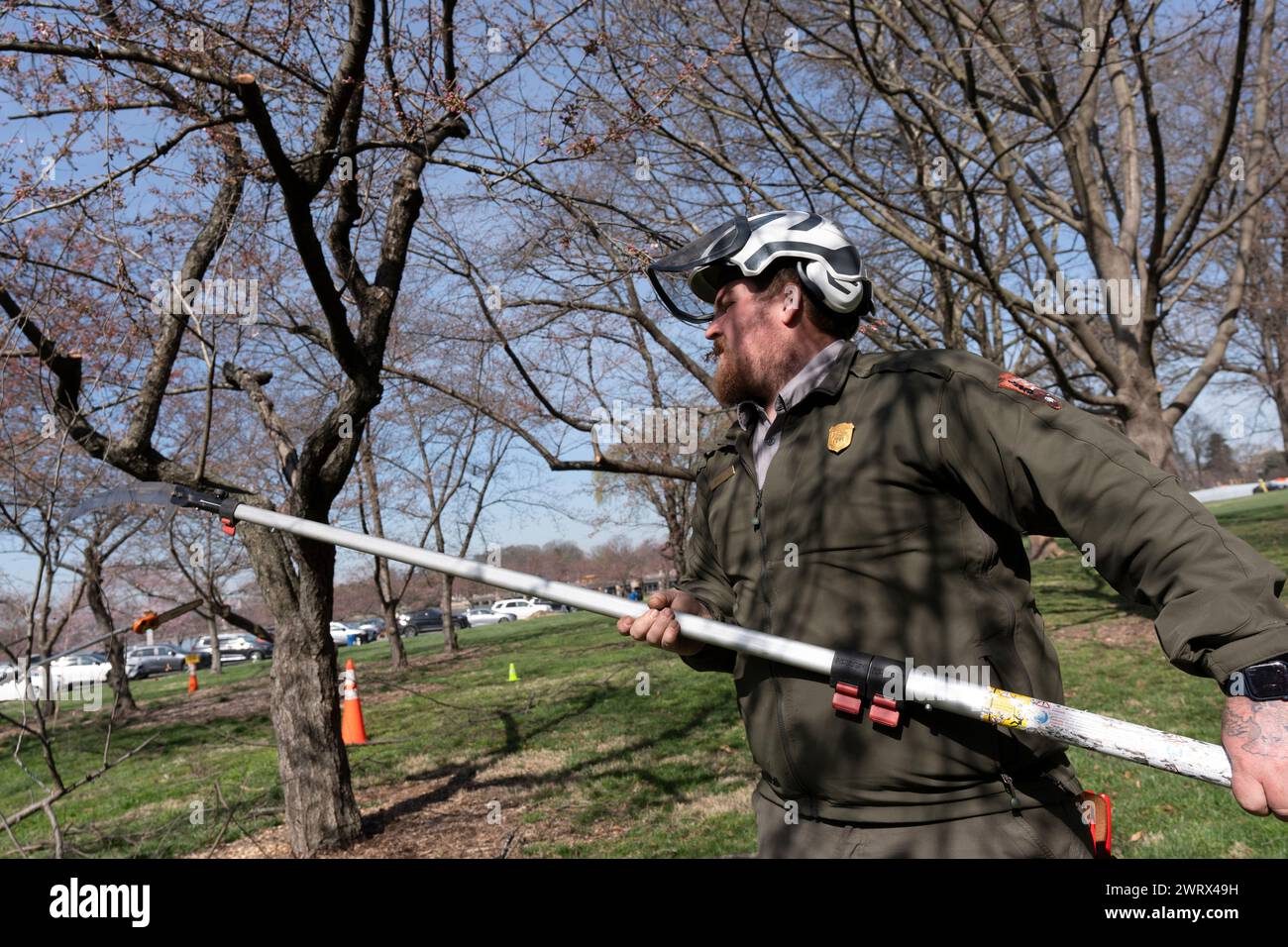 National Park Service tree supervisor Steven White prunes cherry ...