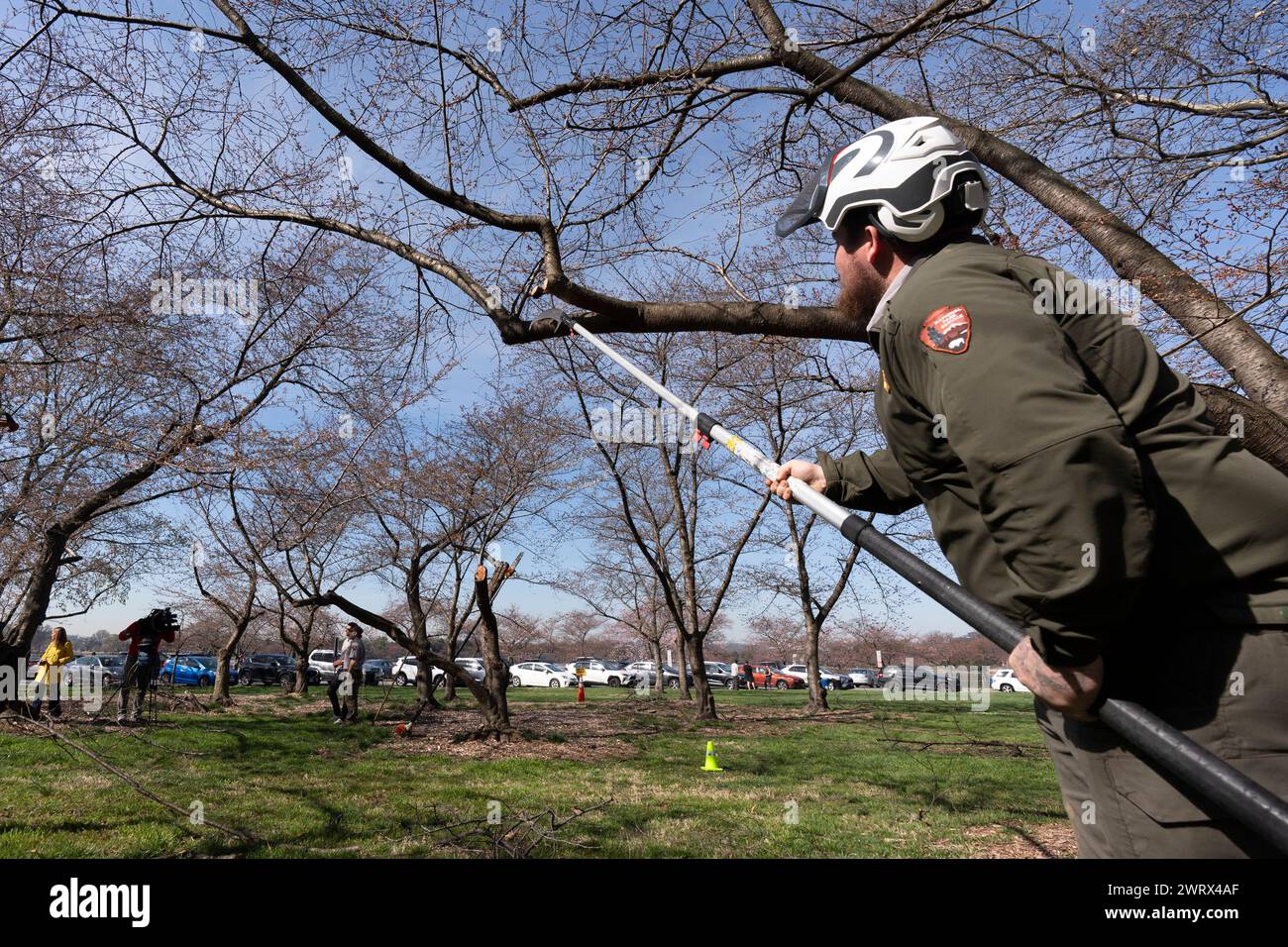 National Park Service tree supervisor Steven White prunes cherry ...