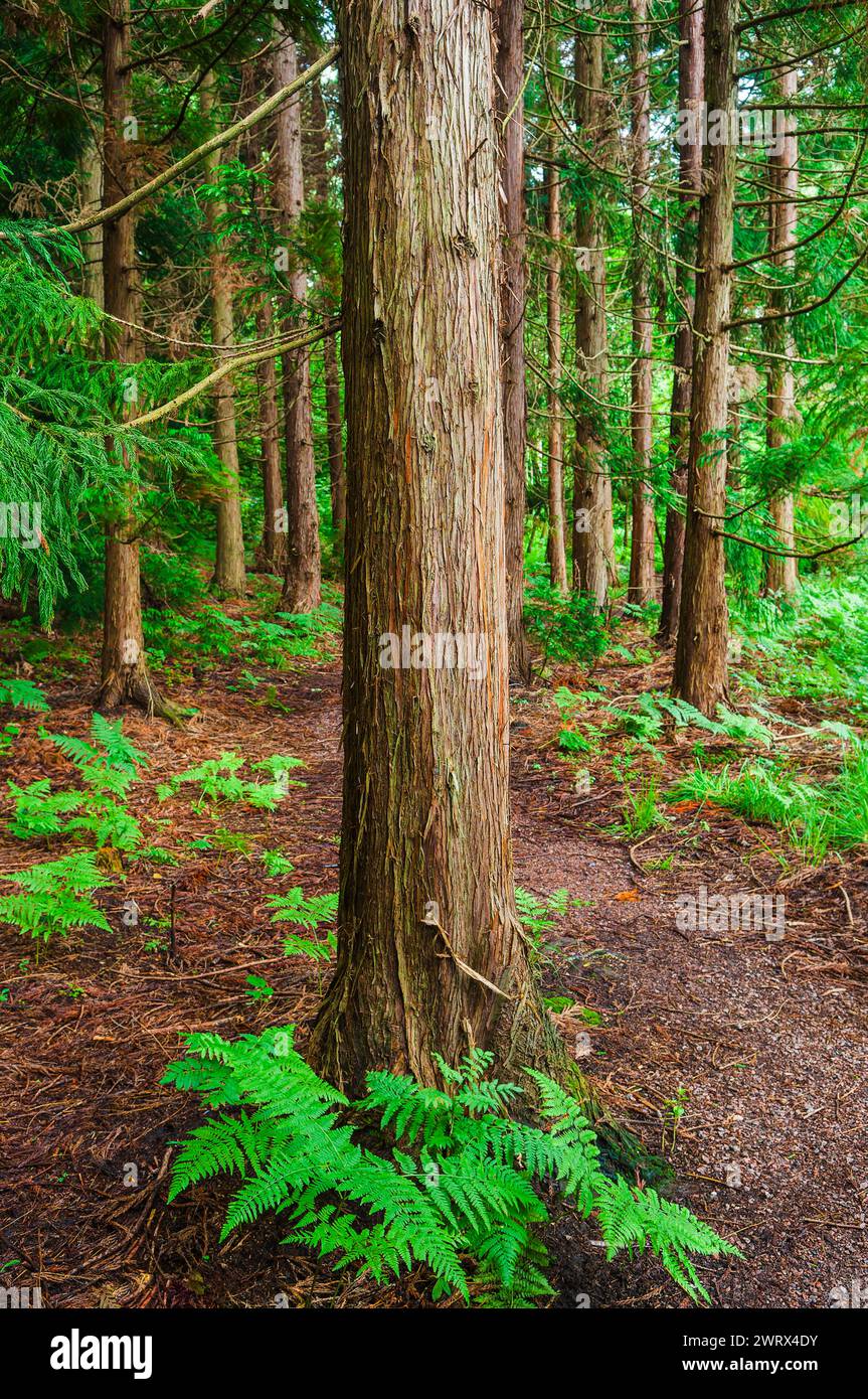 A detailed close-up view of a vibrant green plant, showcasing its ...