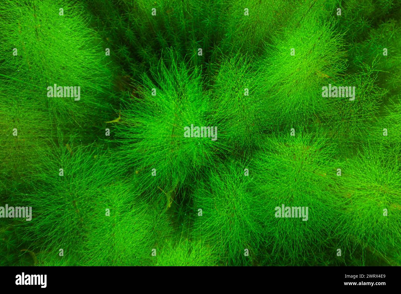 A detailed close-up view of a vibrant abstract green plants, showcasing ...