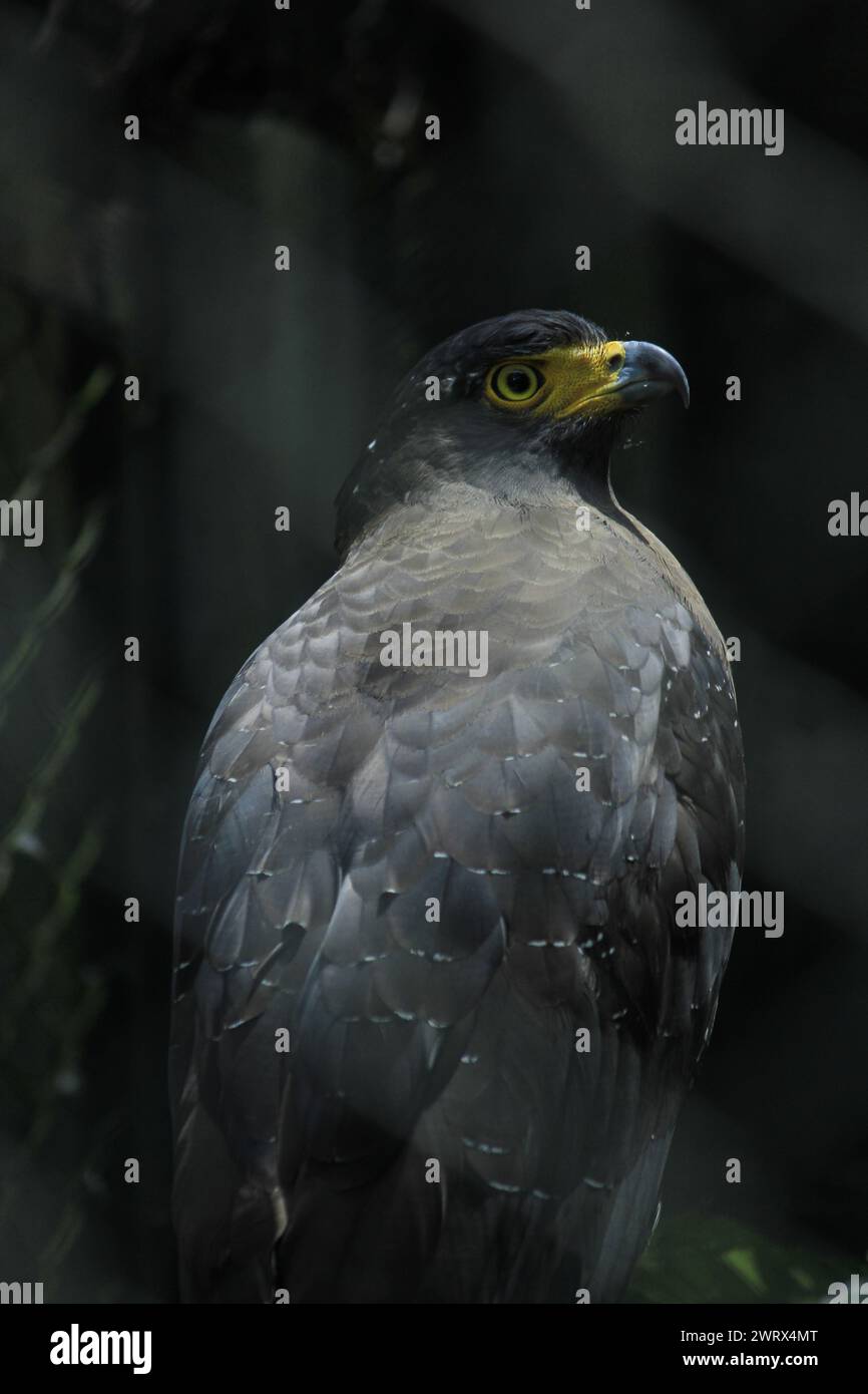 Malaiensis hi-res stock photography and images - Alamy