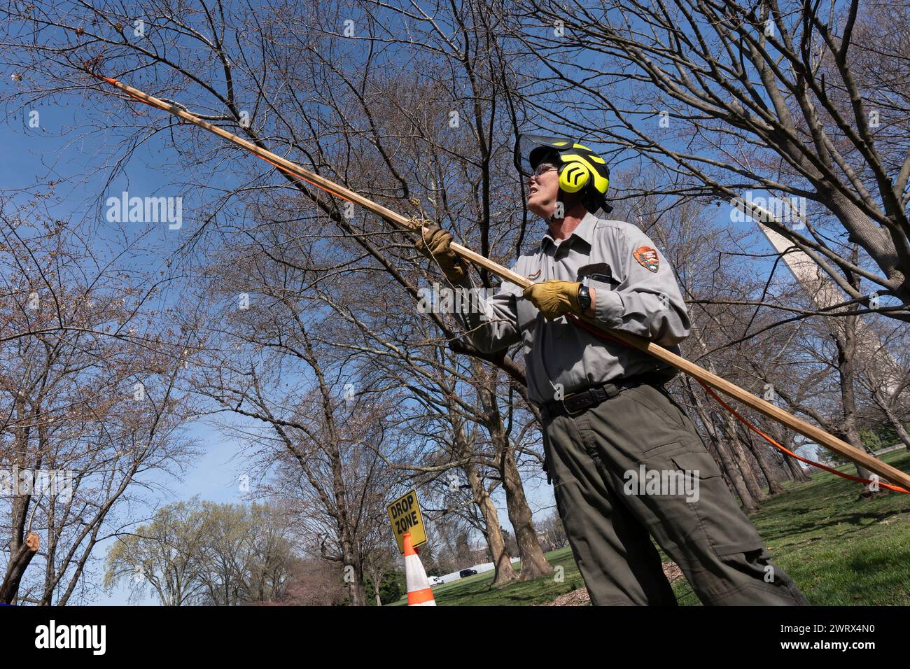 Robert Roush, of the National Park Service, prunes cherry blossom trees ...